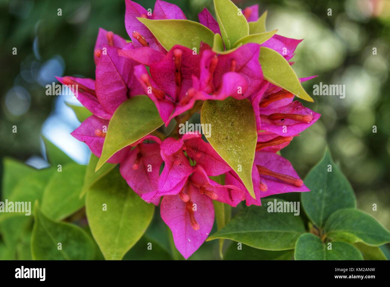 Bougainvillea flower in the garden Stock Photo - Alamy