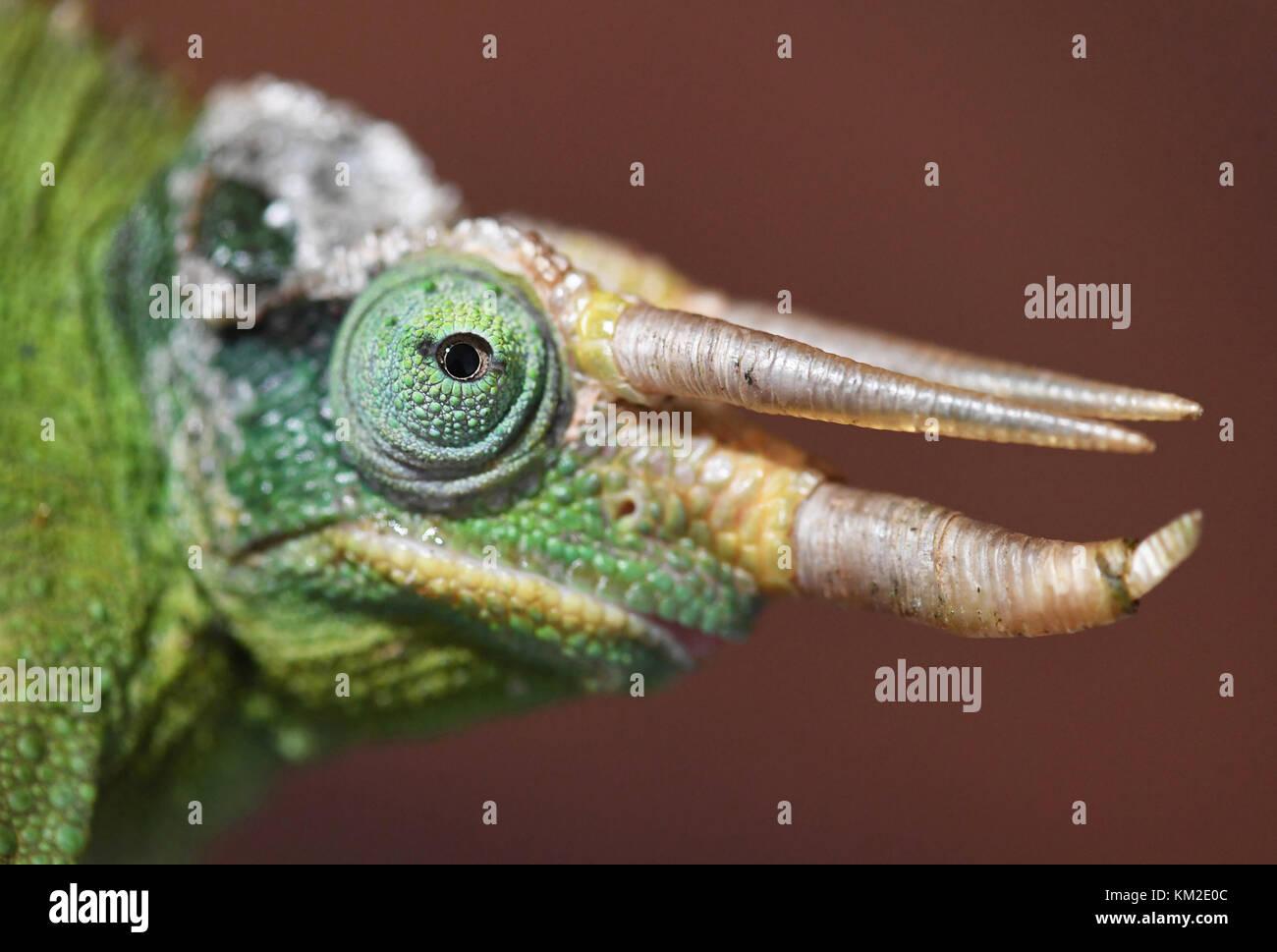 Male jacksons chameleon hi-res stock photography and images - Alamy