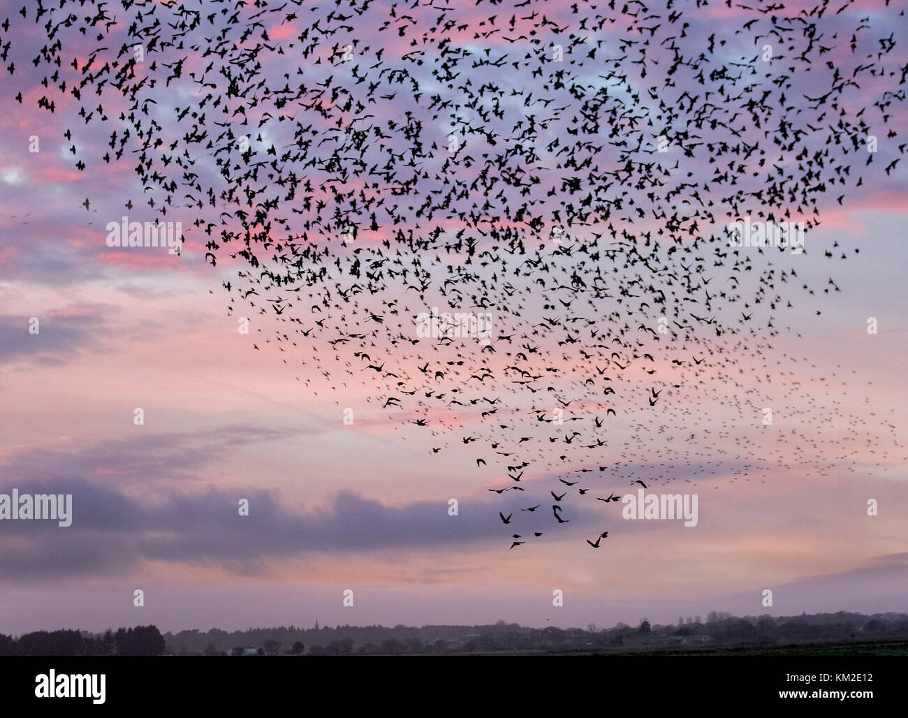 Burscough, Lancashire. UK Weather. 3rd December, 2017. Thousands of ...