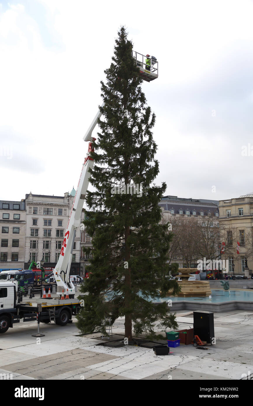London,UK,4th December 2017,The annual Norwegian Christmas tree has ...