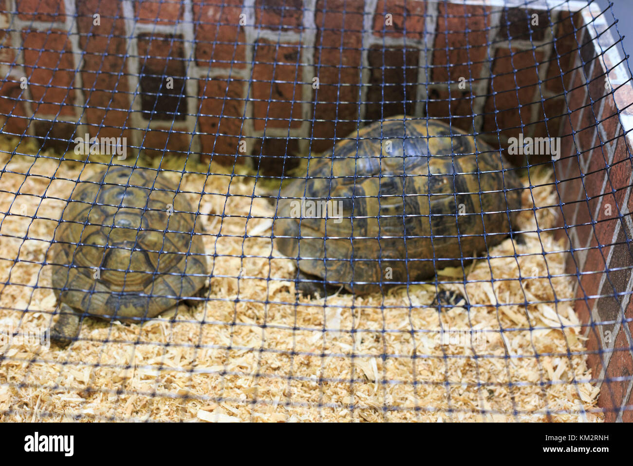 Two Testudo hermanni tortoises in a cage, ready to be sold Stock Photo ...