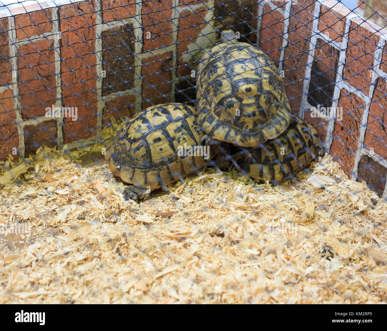 Turtle lock hi-res stock photography and images - Alamy