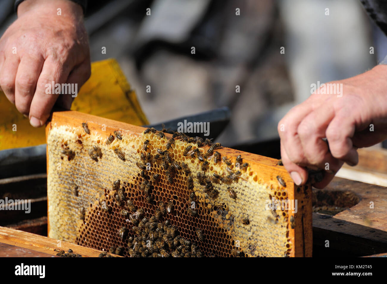 beekeeper inspects a frame of bees Stock Photo - Alamy