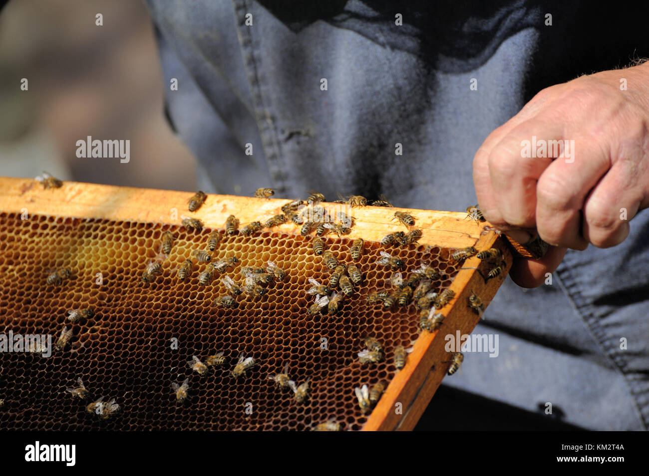 beekeeper inspects a frame of bees Stock Photo - Alamy