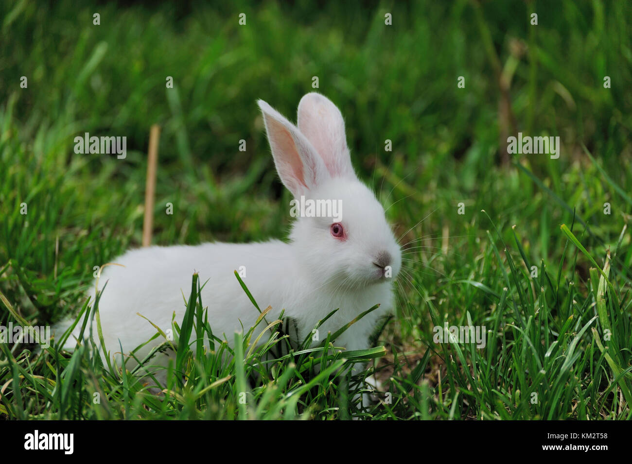 Little white rabbit on green grass in summer day Stock Photo - Alamy