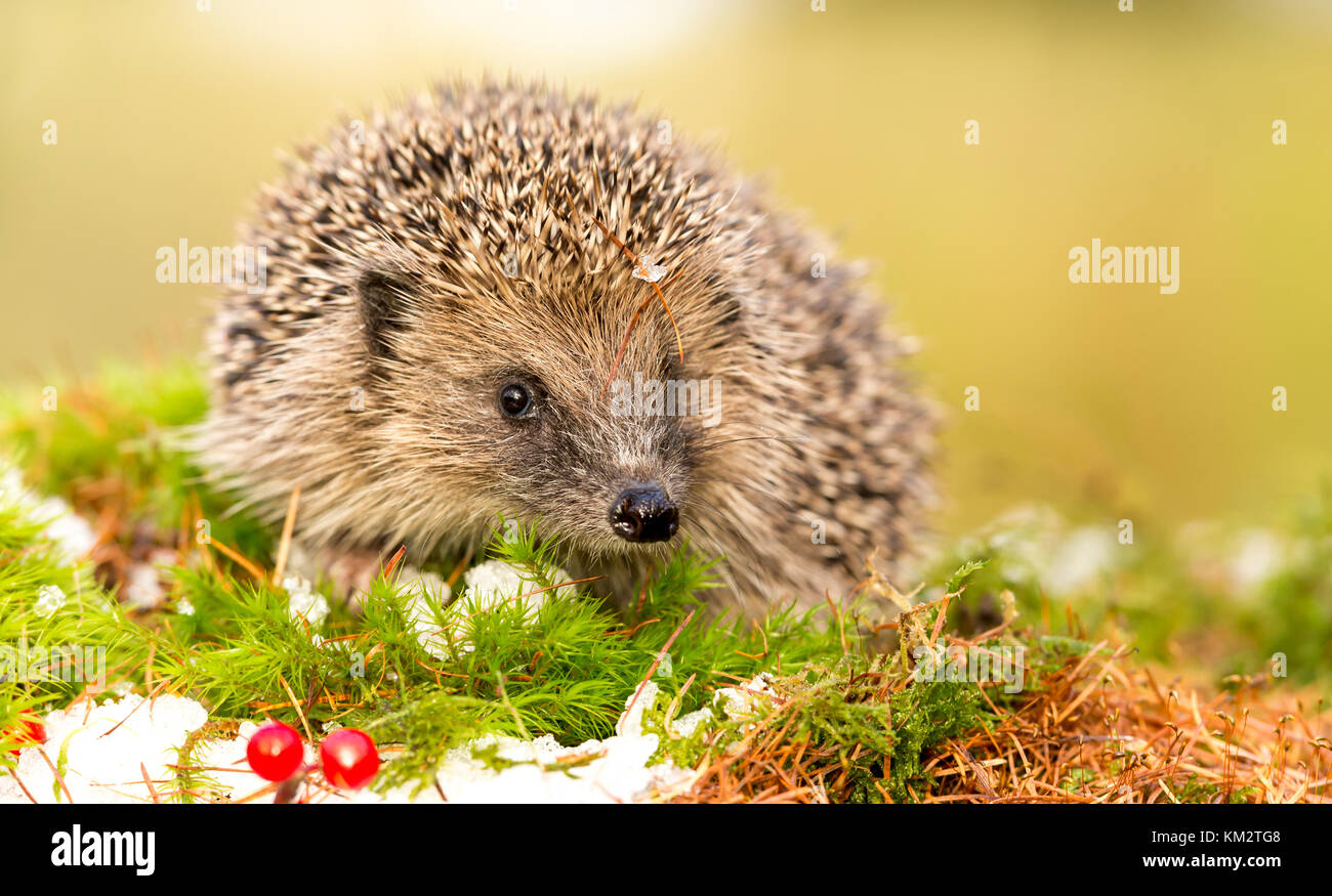 Hedgehog, in autumn, wild, native, taken from inside a wildlife hide to ...
