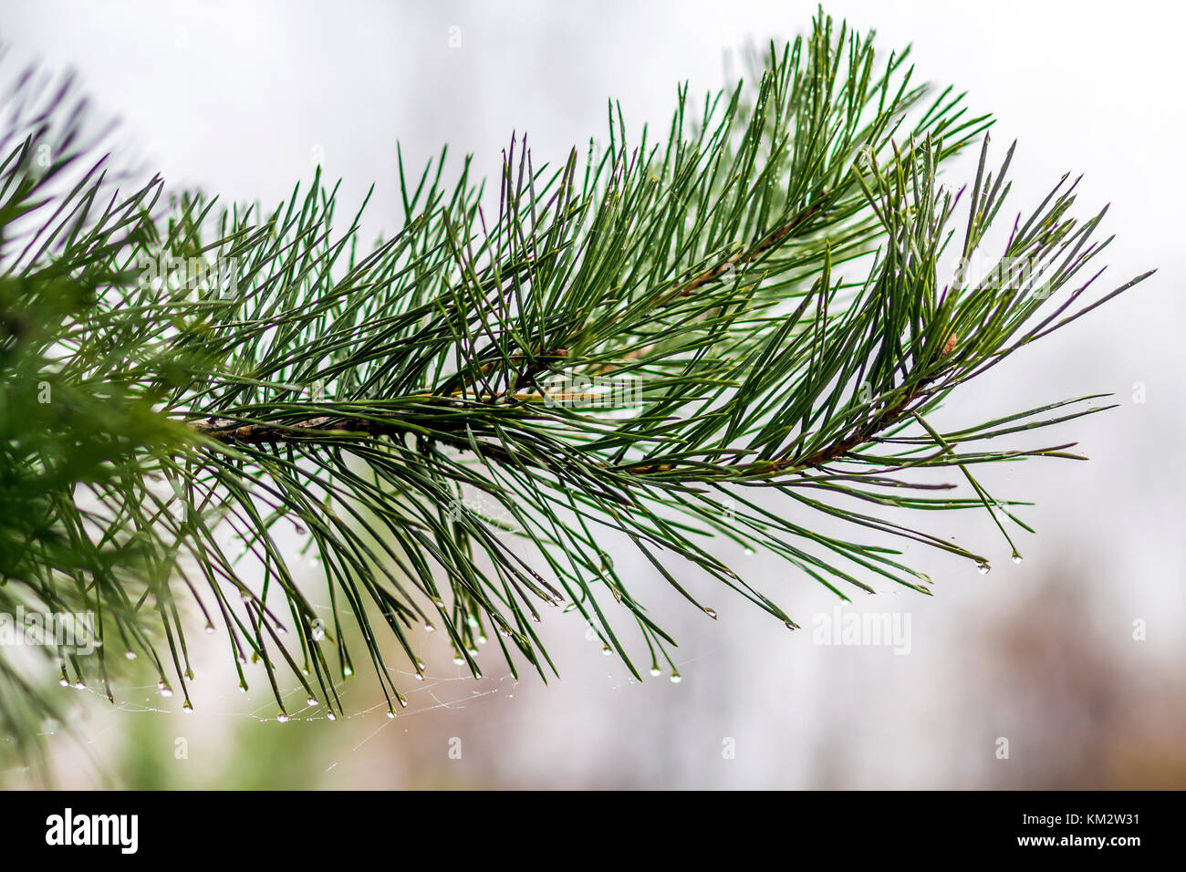 Pine tree needles with water drops close-up Stock Photo - Alamy