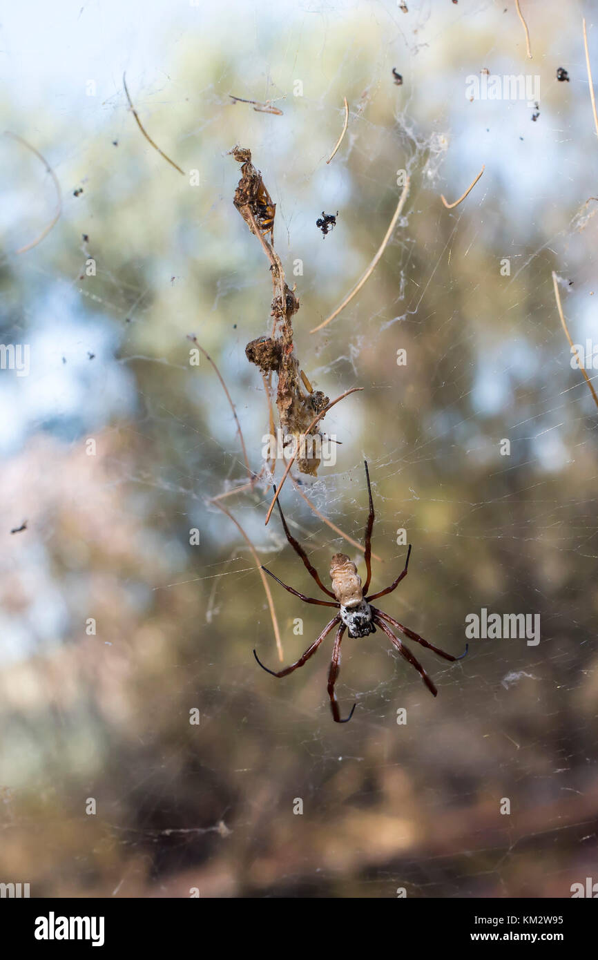 Golden Orb-weaving Spider (Nephila edulis). Wormy Whau Whau Well ...