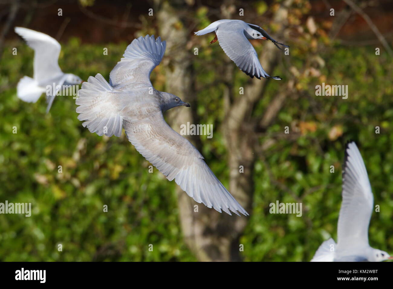 Iceland gull winter hi-res stock photography and images - Alamy