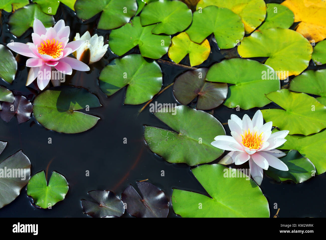 flowering Nymphaéa álba on the surface of the water Stock Photo - Alamy