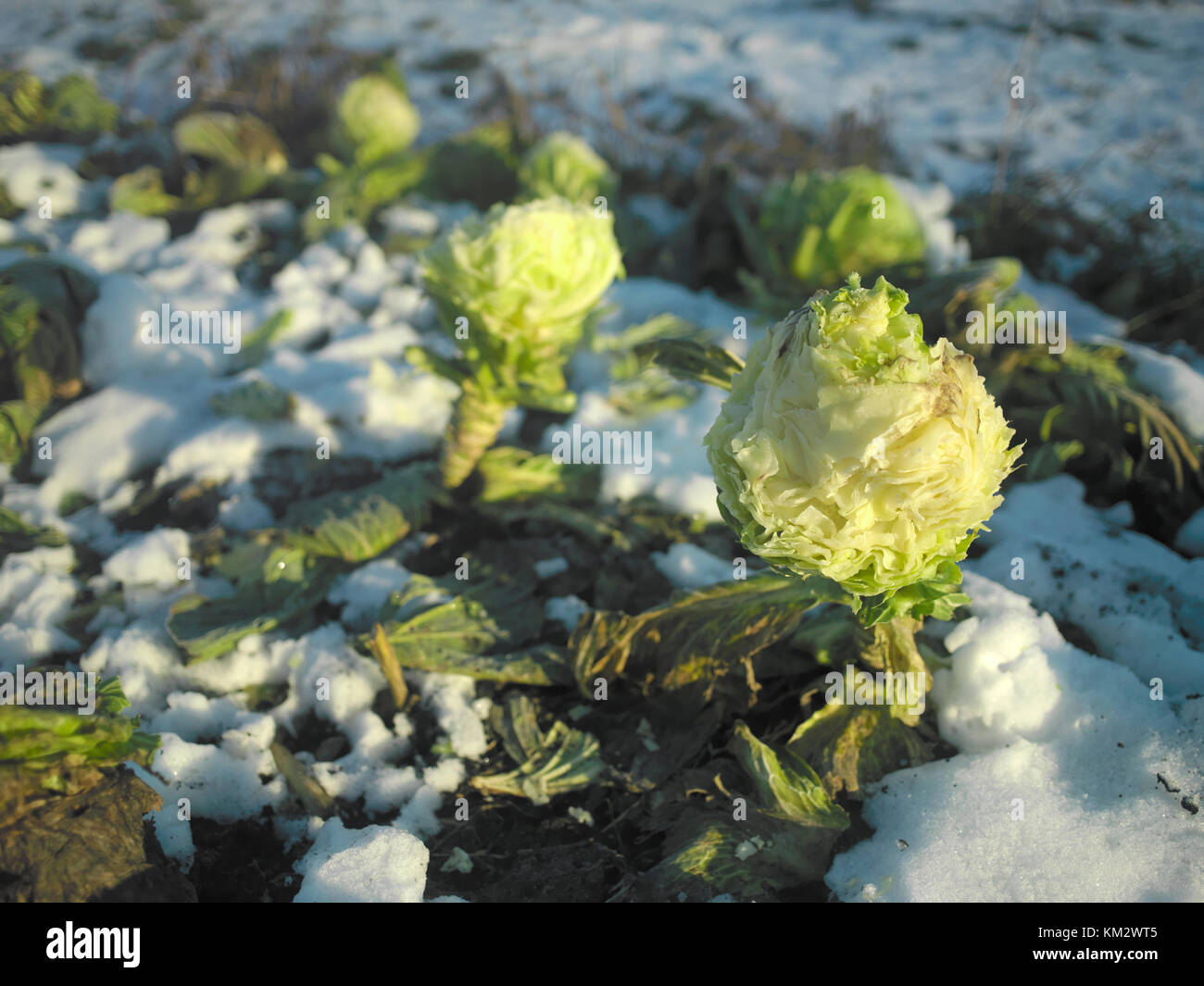 Cabbages eaten hi-res stock photography and images - Alamy