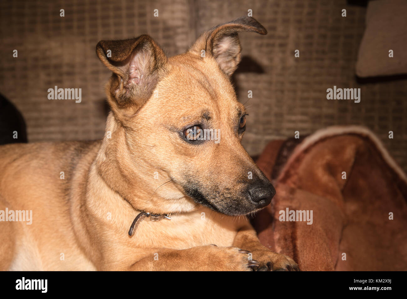 Cute ginger puppy Stock Photo - Alamy