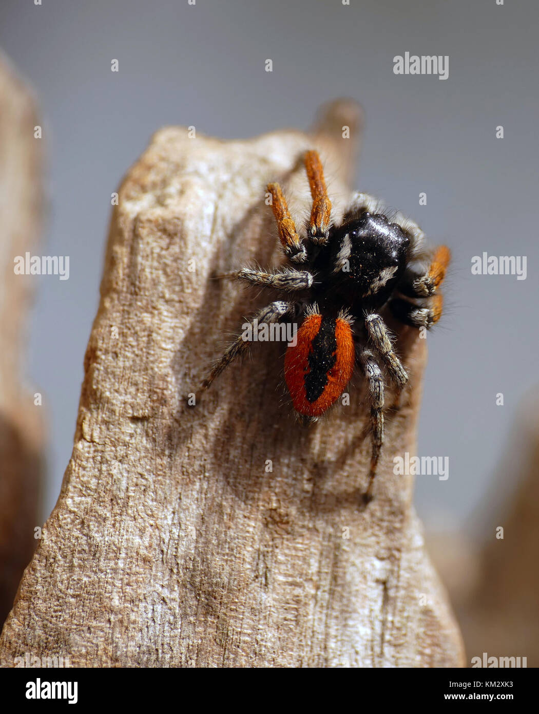 A jumping spider (Philaeus chrysops) walking on a dead eucalyptus tree ...