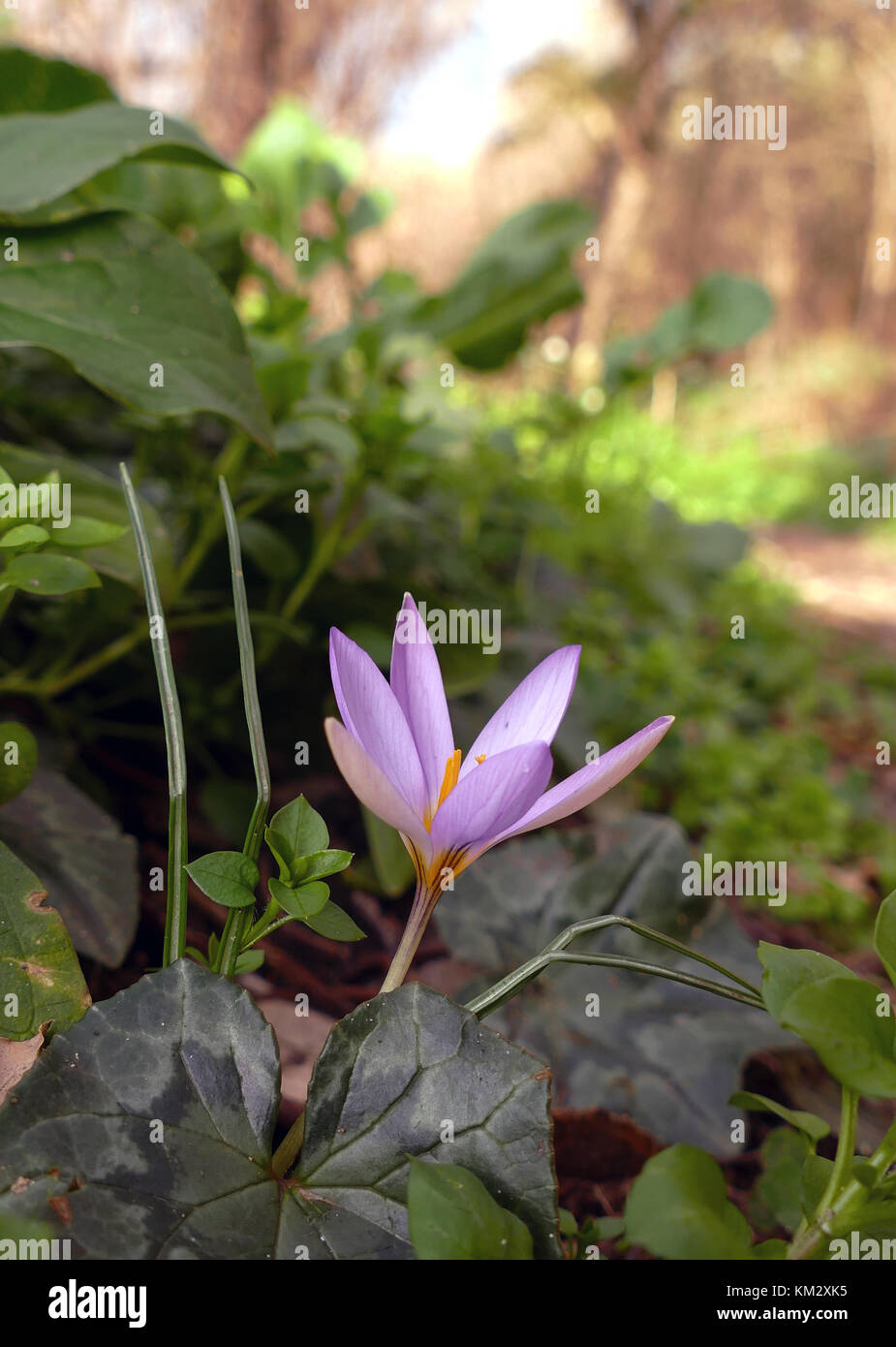 Crocus (or Colchicum, hard to tell) growing inside Parco del Pineto ...