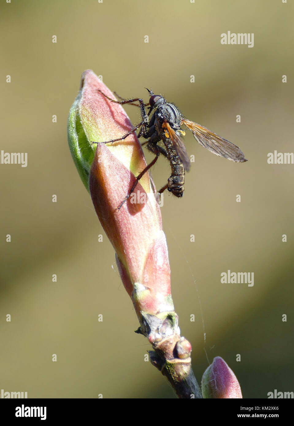 Emptis tessellata fly resting on a blossom in April Stock Photo - Alamy