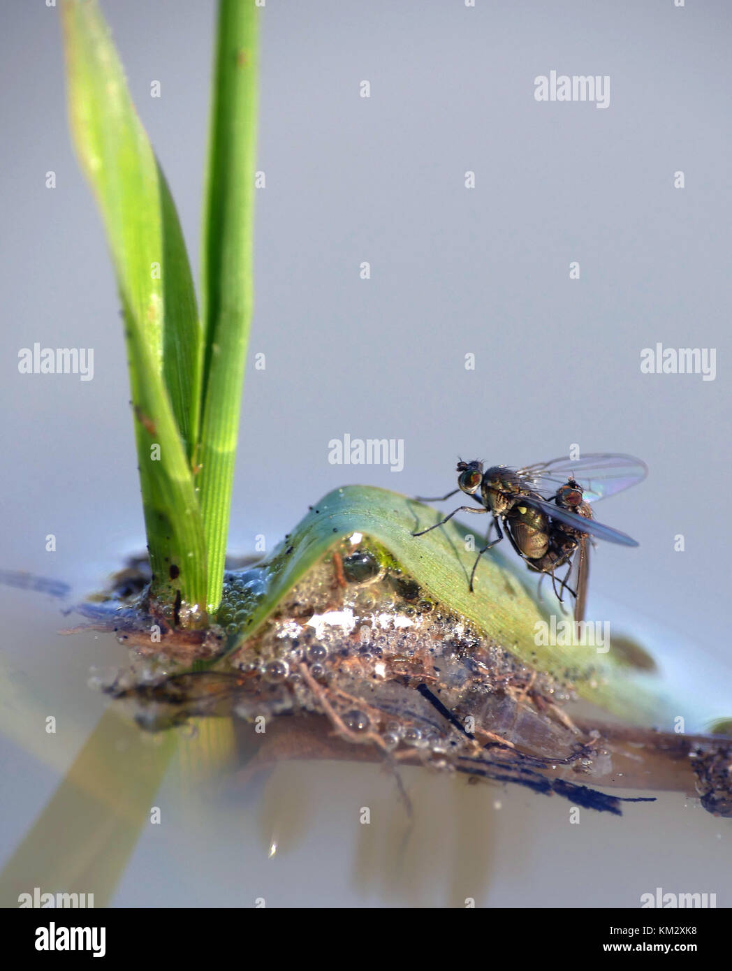 Midges hi-res stock photography and images - Alamy