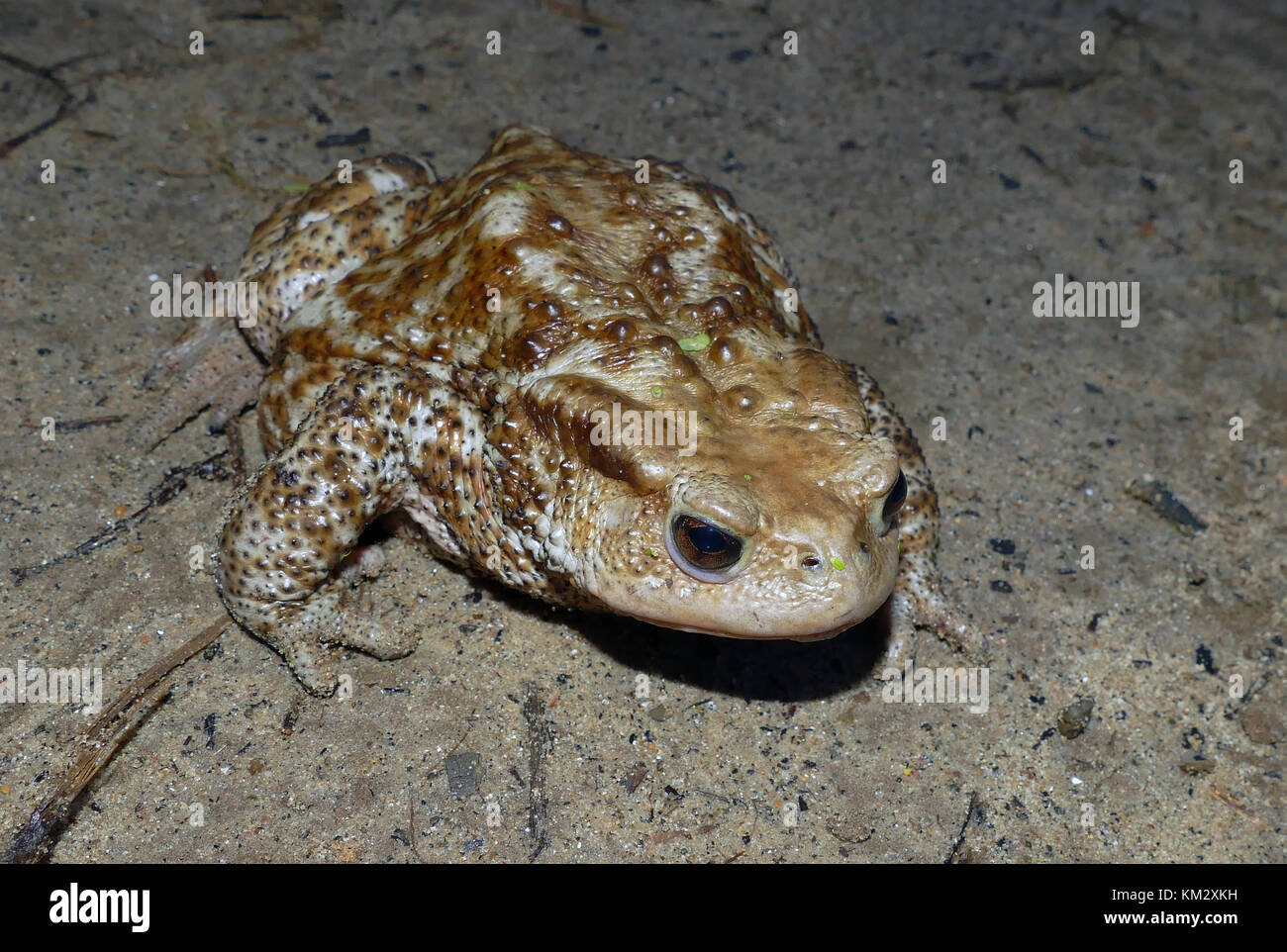 A common toad (Bufo bufo), one of the most common amphibian european ...