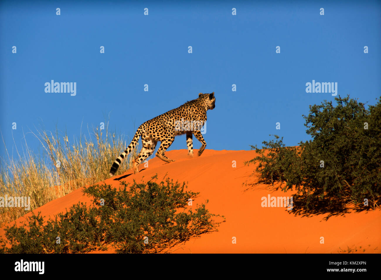 Cheetah climbing hi-res stock photography and images - Alamy