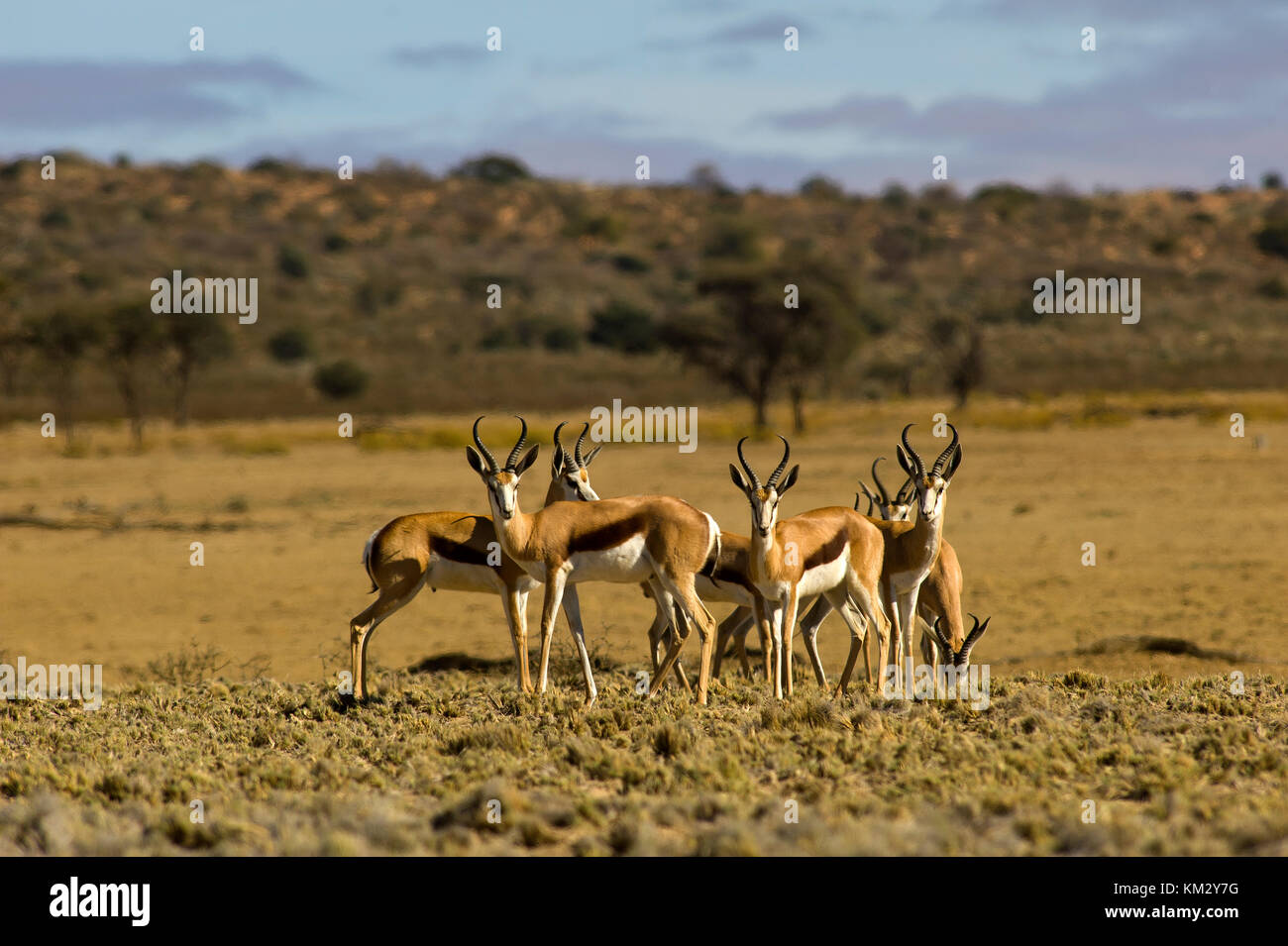 Springbok herd kgalagadi transfontier hi-res stock photography and ...