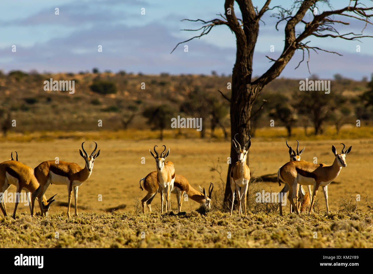 Springbok herd at Kgalagadi Transfontier Park, South Africa Stock Photo ...