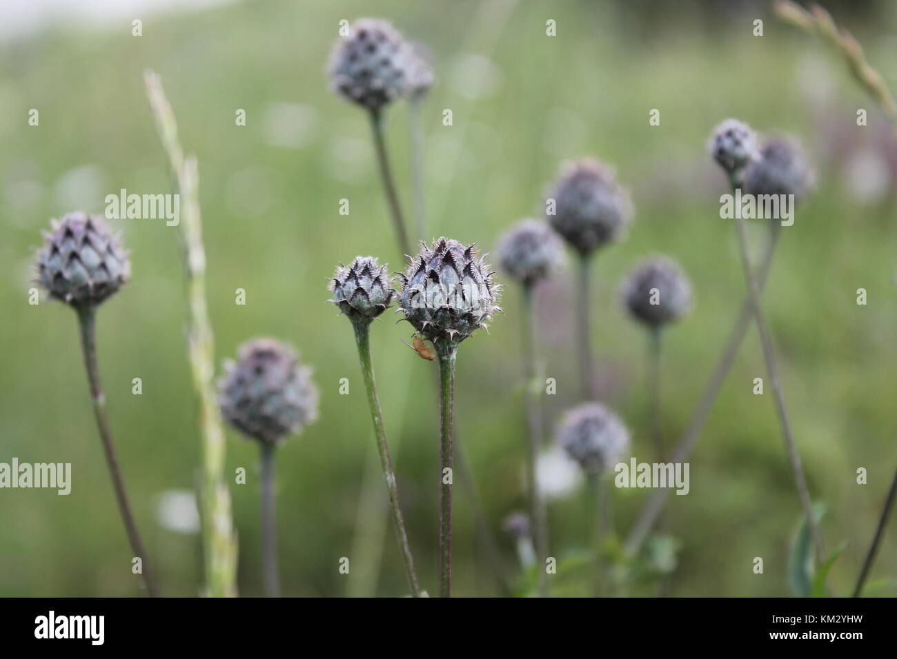 Wild russian flowers near Moscow-river and countryside Stock Photo - Alamy