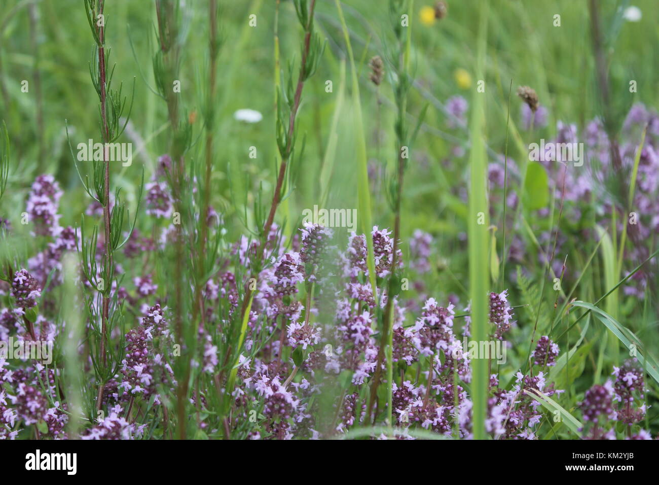 Wild russian flowers near Moscow-river and countryside Stock Photo - Alamy