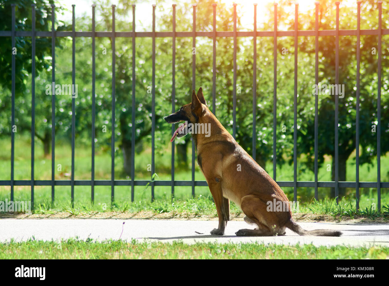 The dog is waiting for someone Stock Photo - Alamy