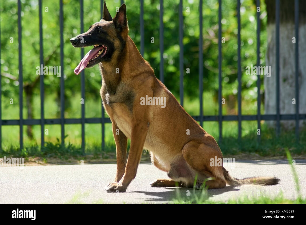 The guard dog is sitting Stock Photo - Alamy