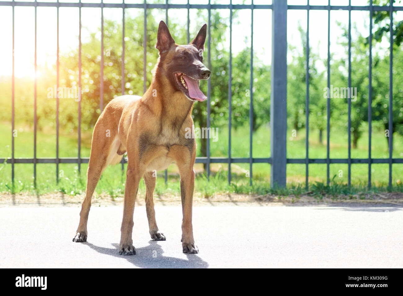 The guard dog is bravely looking forward Stock Photo - Alamy