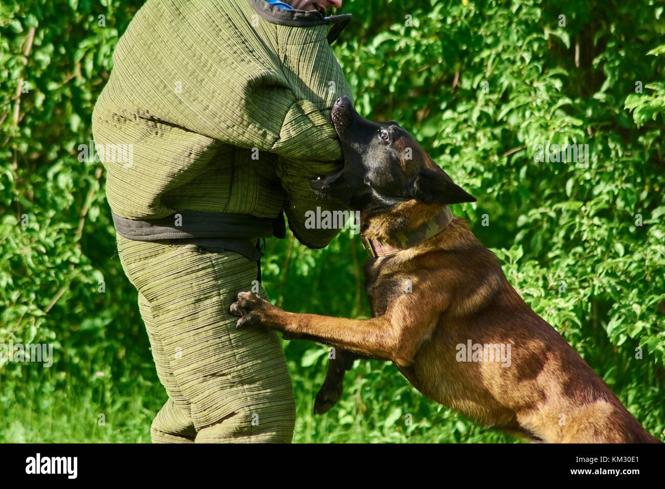 The angry hound with a bulging eyes is attacking the figurant's ...