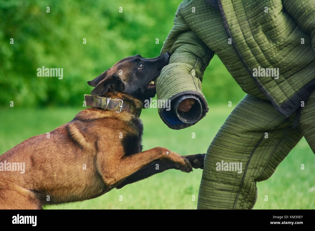 The dog is attacking the hand without passion Stock Photo - Alamy