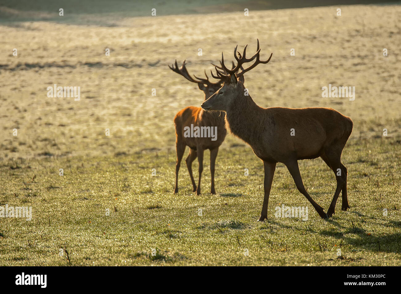 Stag and bird hi-res stock photography and images - Alamy
