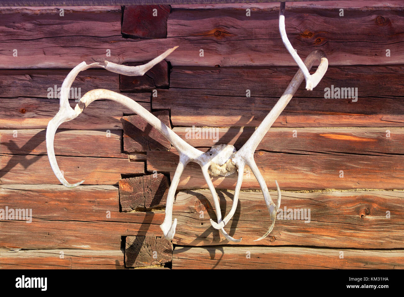 Deer horns hanging on the wooden wall as decorative object Stock Photo ...