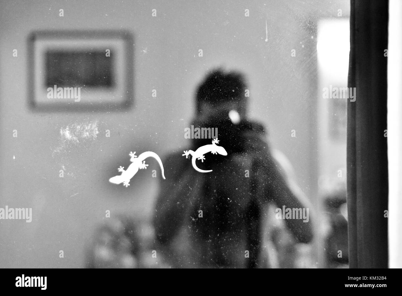 Underside of gecko hi-res stock photography and images - Alamy