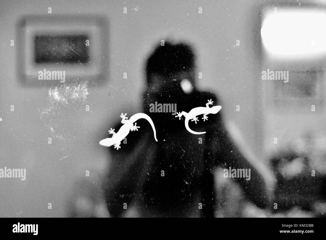 Underside of gecko hi-res stock photography and images - Alamy