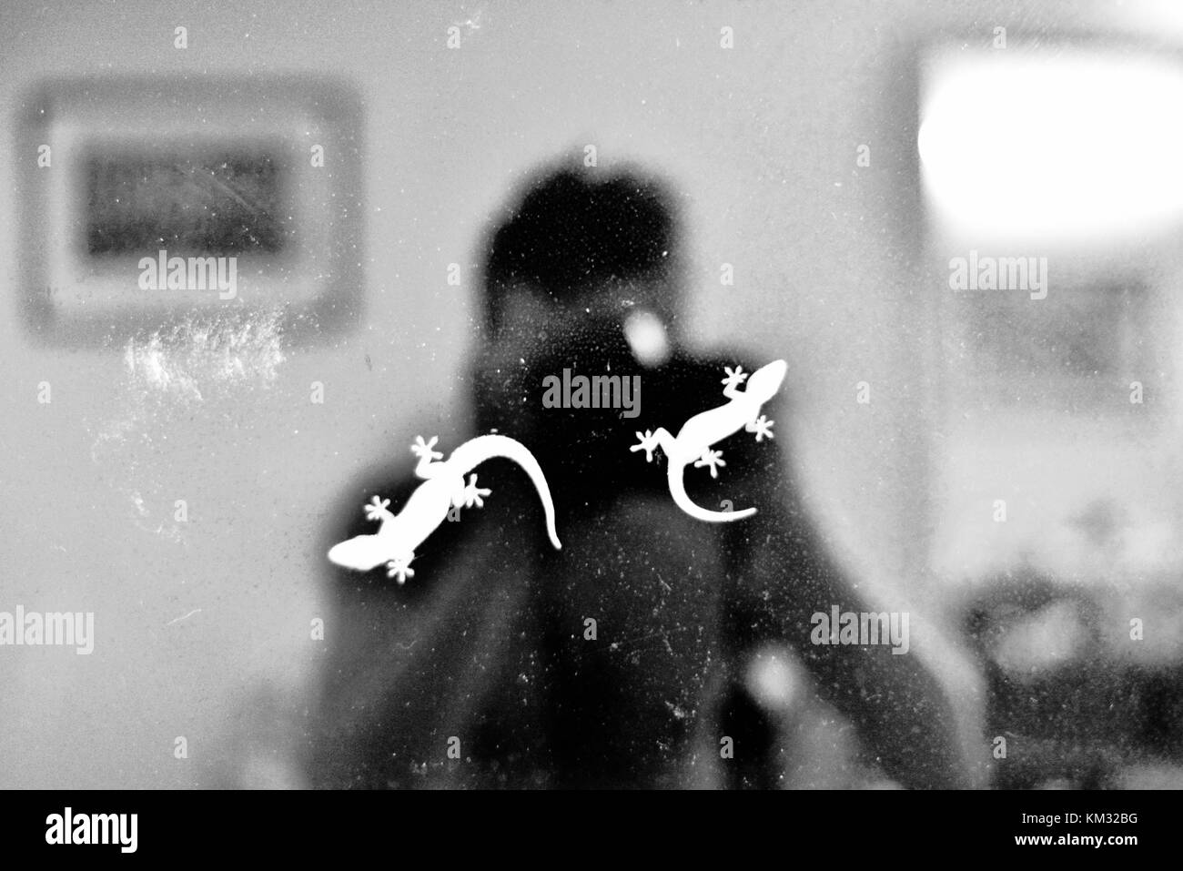 Underside of gecko hi-res stock photography and images - Alamy