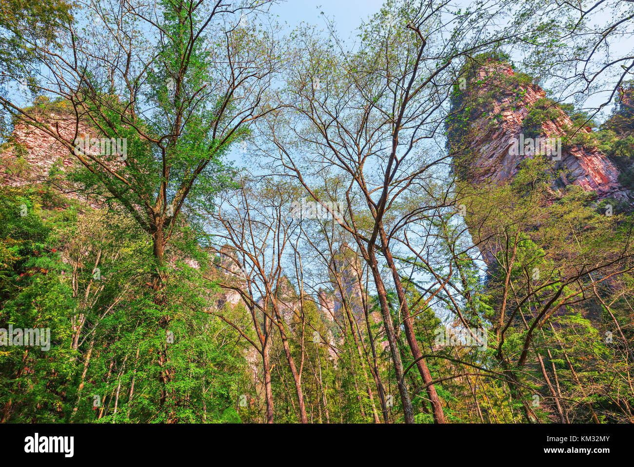 Tree crowns by the colorful cliffs in Zhangjiajie Forest Park. China ...