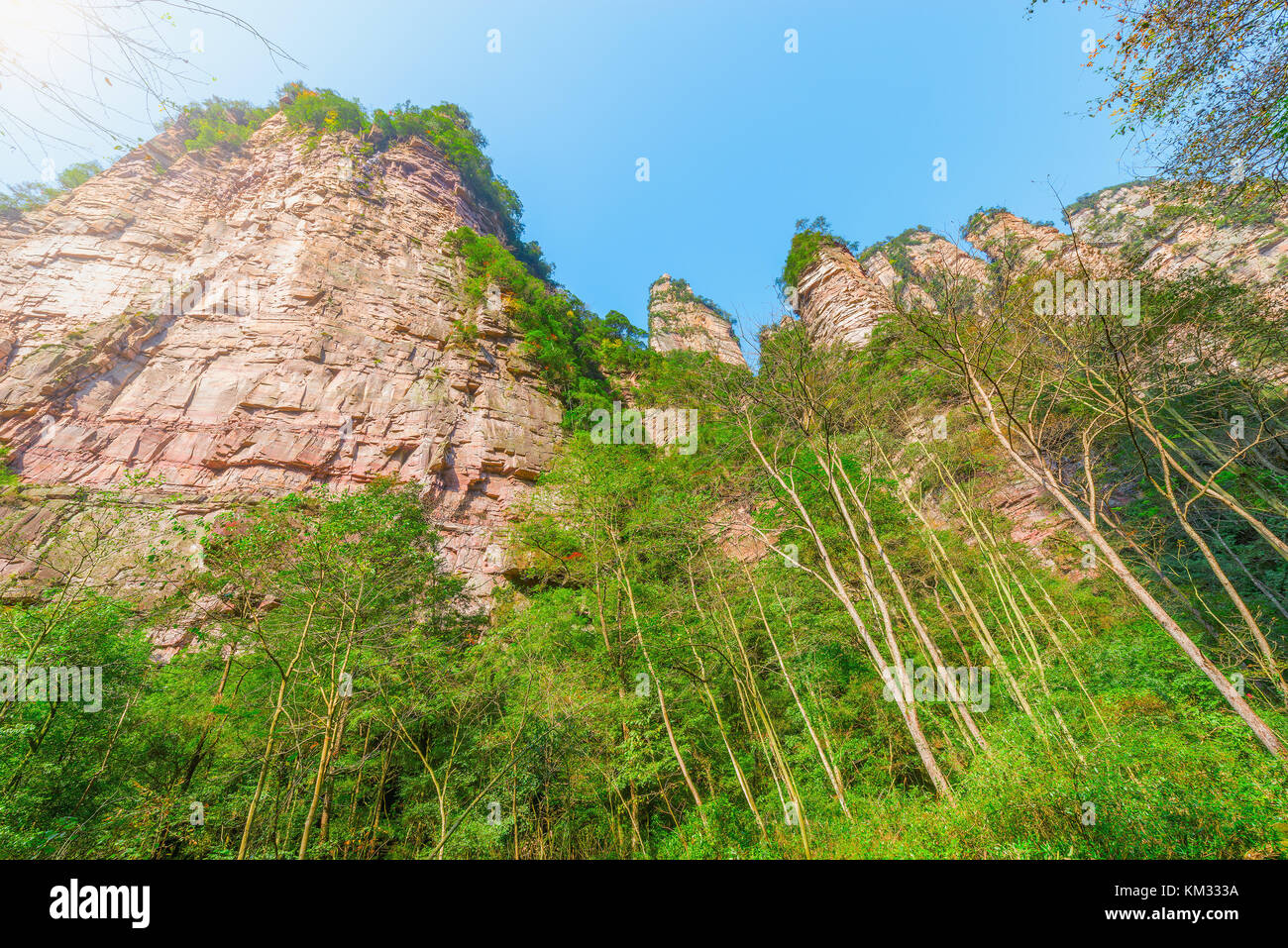 Tree crowns by the colorful cliffs in Zhangjiajie Forest Park. China ...