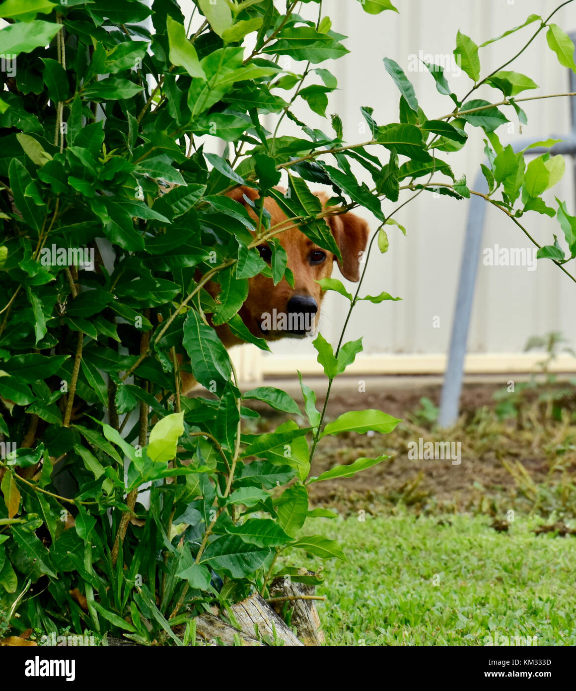 DOG HIDING BEHIND BUSH Stock Photo - Alamy
