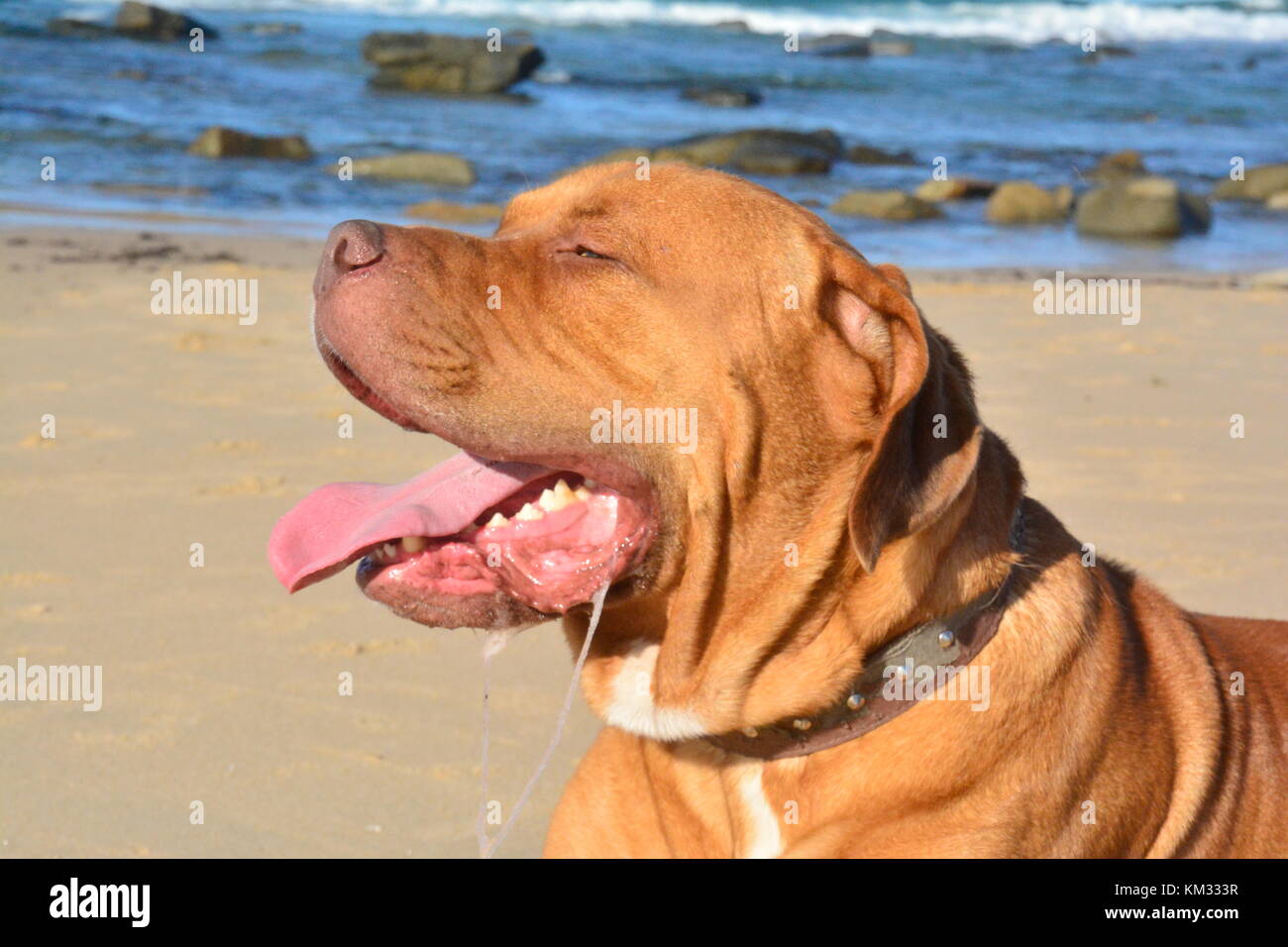 Drooling hi-res stock photography and images - Alamy