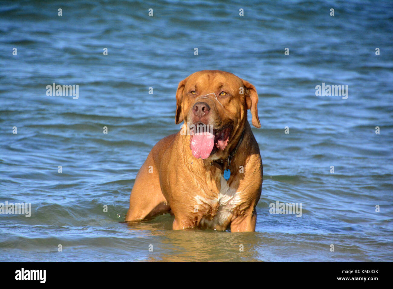 DROOLING DOG, Dogues de Bordeaux Stock Photo - Alamy