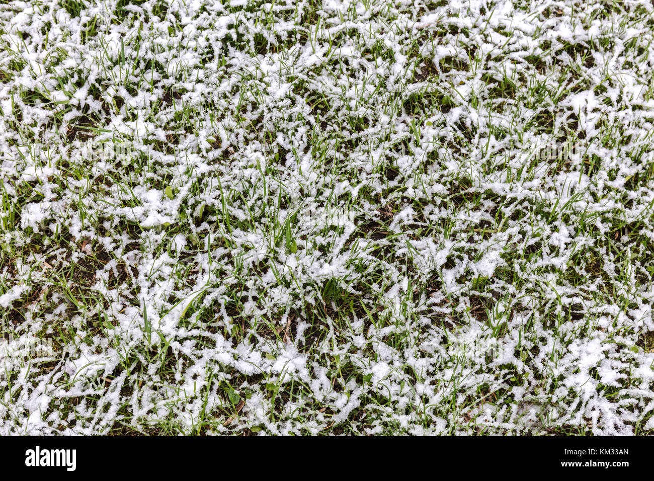 green grass lawn under white snow. autumn background Stock Photo - Alamy