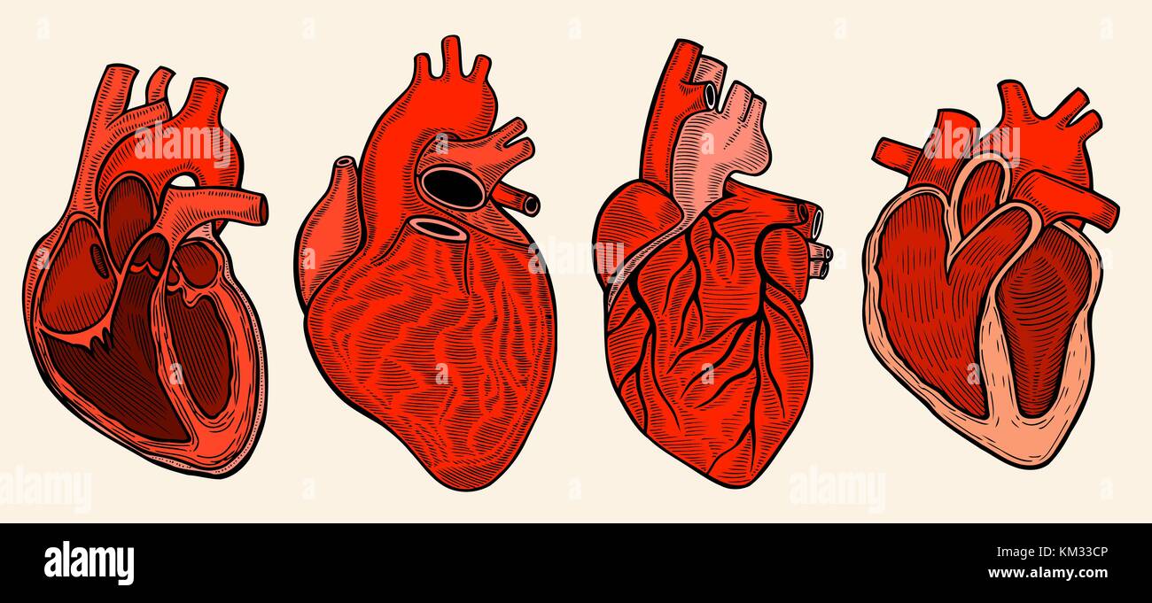 Drawings Of Real Hearts