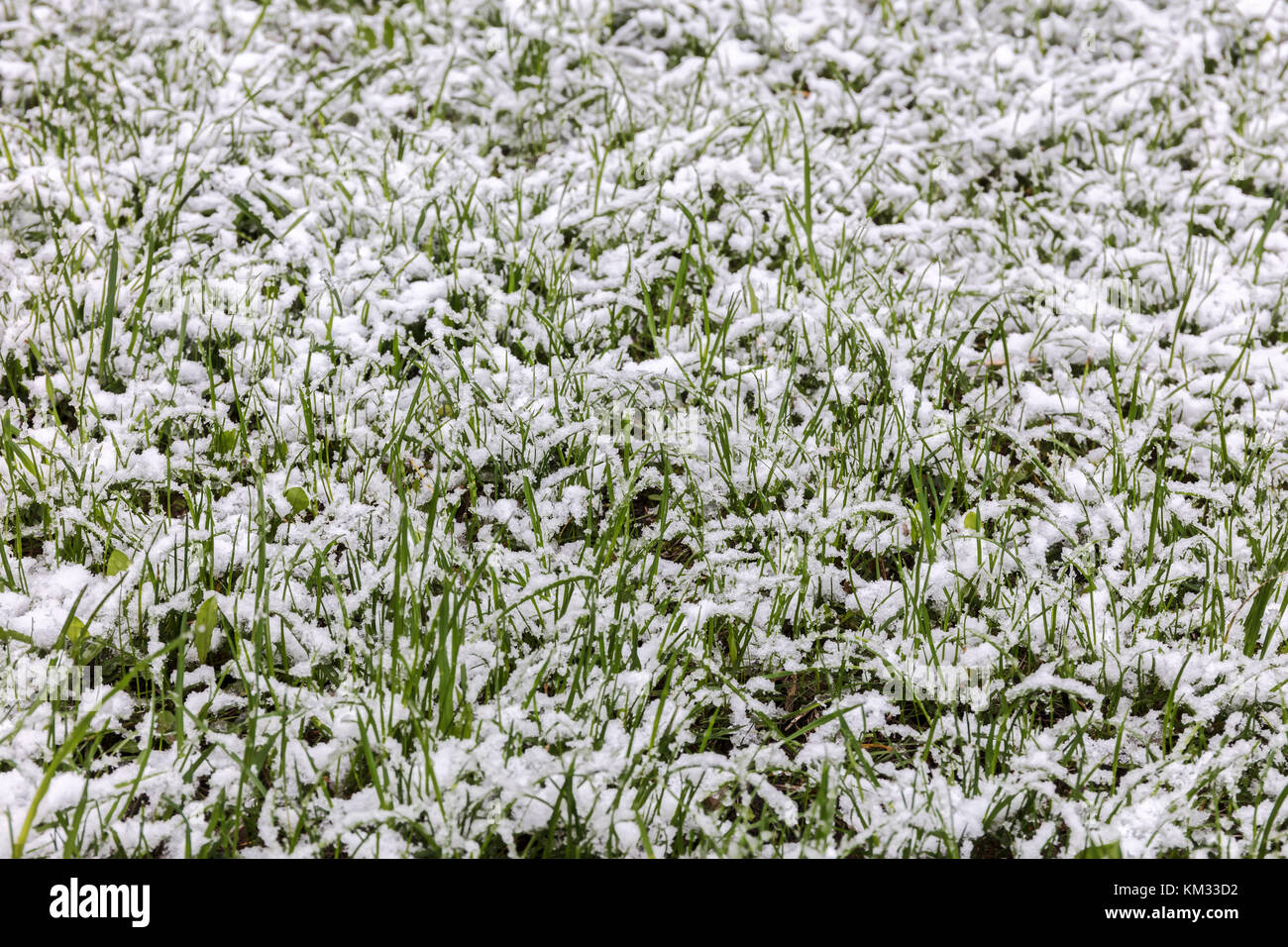 Grass by the snow hi-res stock photography and images - Alamy
