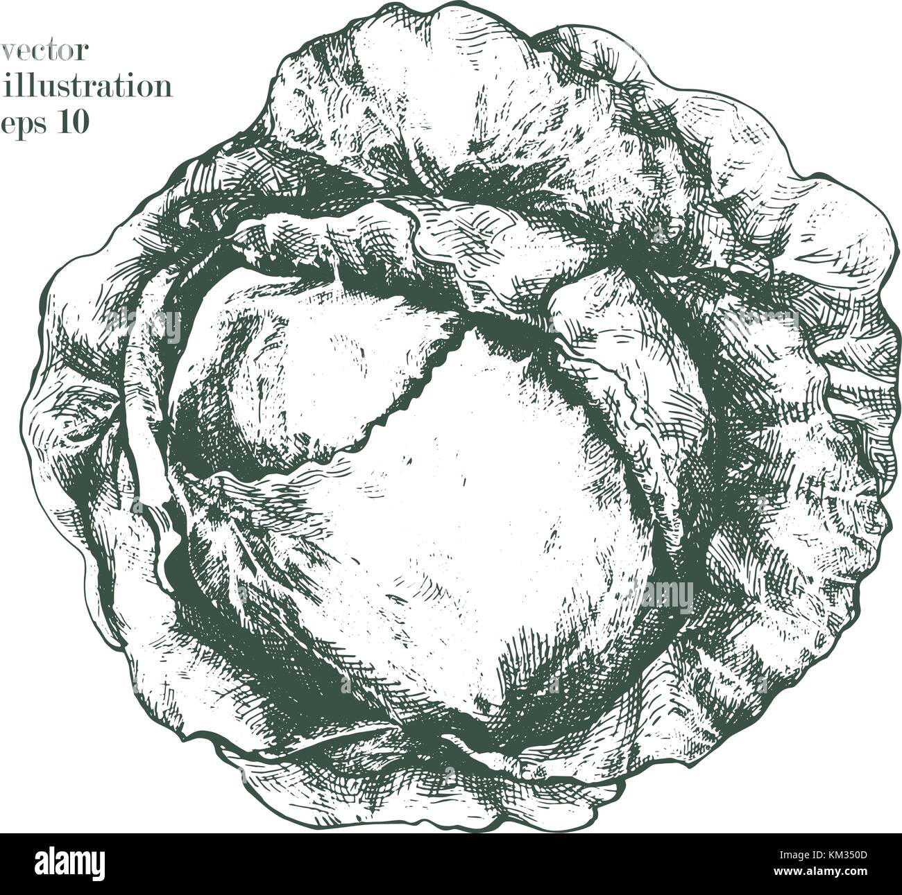 Cabbage vector ink sketch isolated on white background. Hand drawn ...
