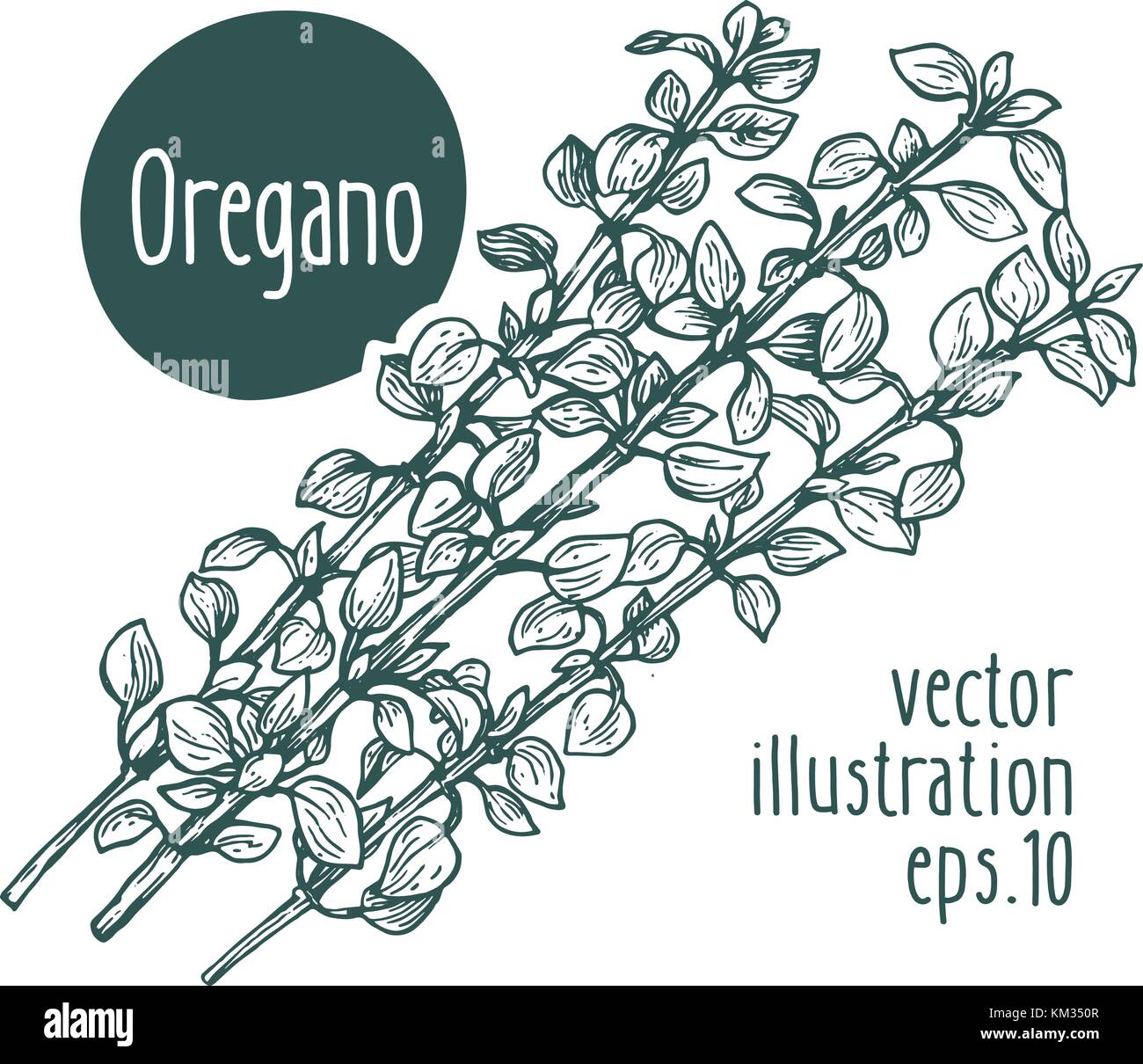 Oregano Plant Drawing