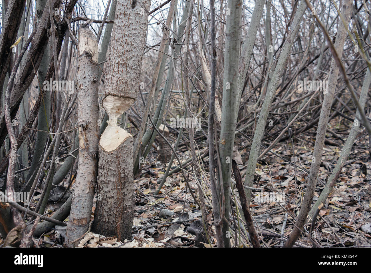 Tree that the beavers gnawed Stock Photo - Alamy