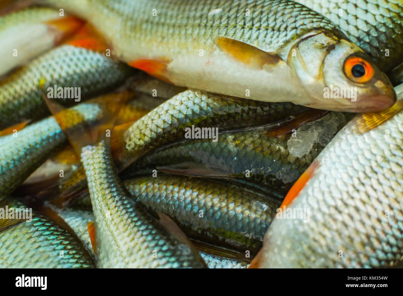 fresh raw fish fishing nature lake winter fishing Stock Photo - Alamy