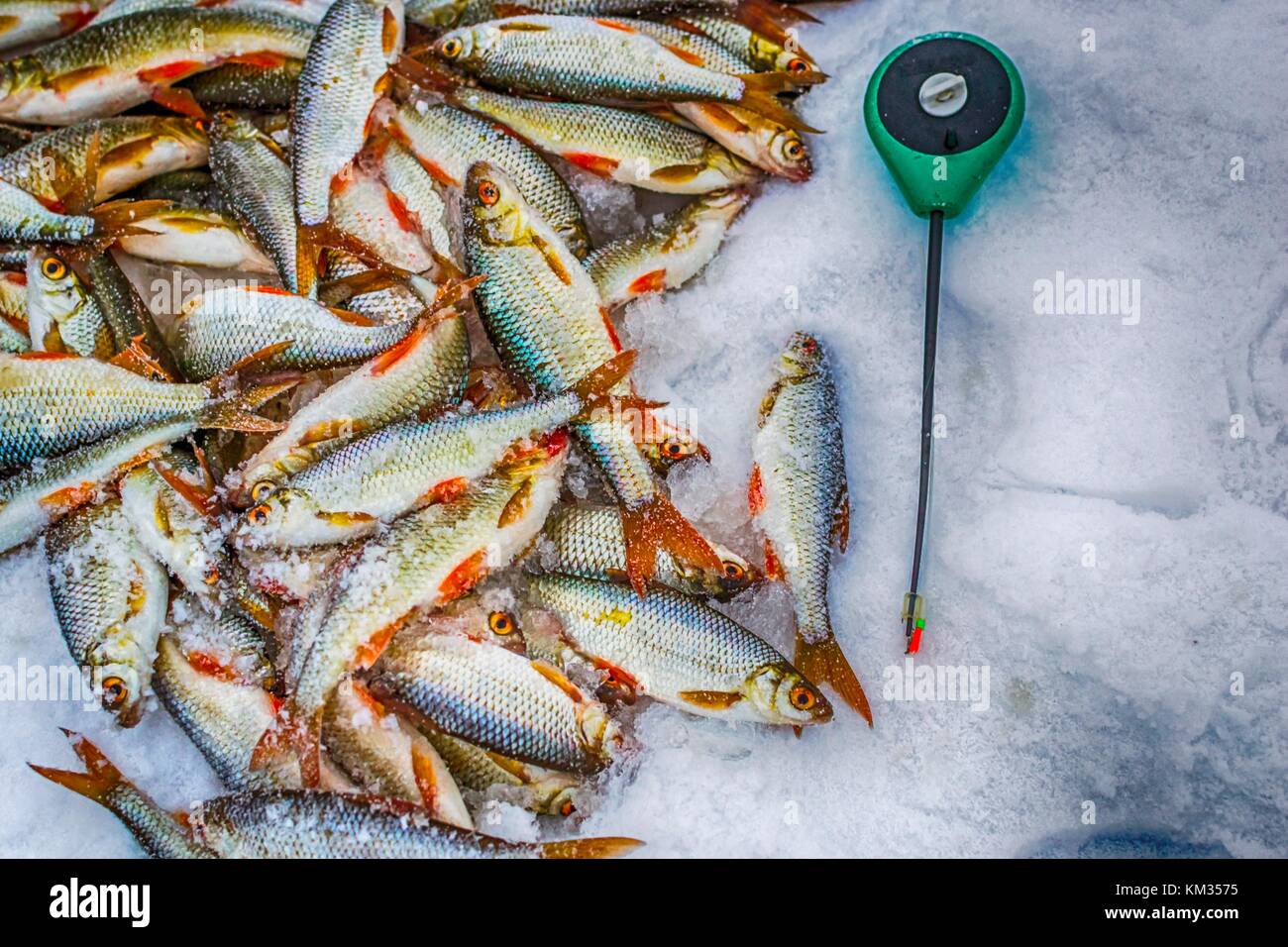 fresh raw fish fishing nature lake winter fishing Stock Photo - Alamy