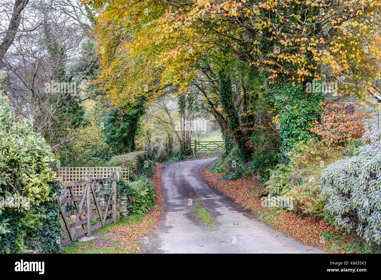 Cornish country lane hi-res stock photography and images - Alamy